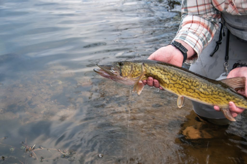 Winter Pickerel - On The Water