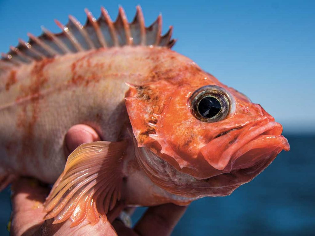 On The Water - The Angler's Guide to the Northeast