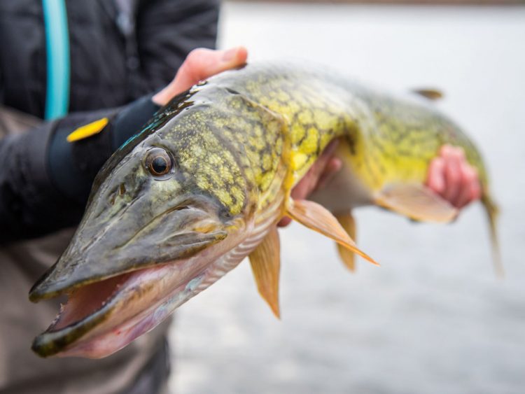 On The Water - The Angler's Guide to the Northeast
