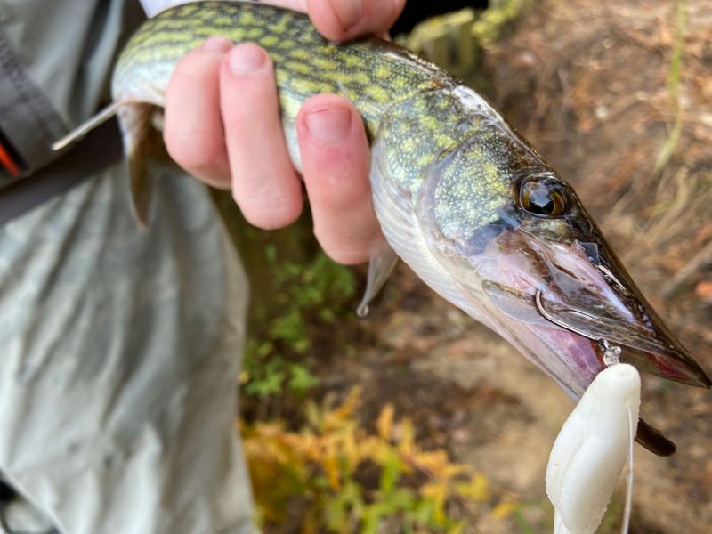 Pine Barrens Pickerel - On The Water