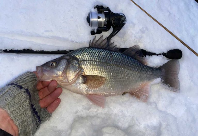 Legendary White Perch - On The Water