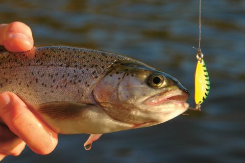 Trout Season Cheat Sheet - On The Water
