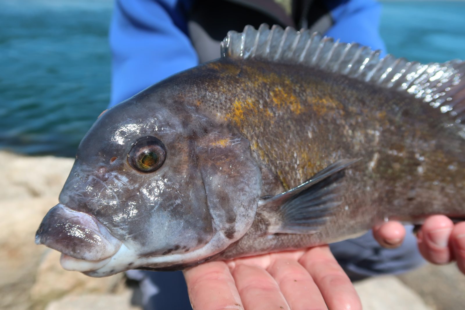 What to Fish for in New Jersey in April? - On The Water