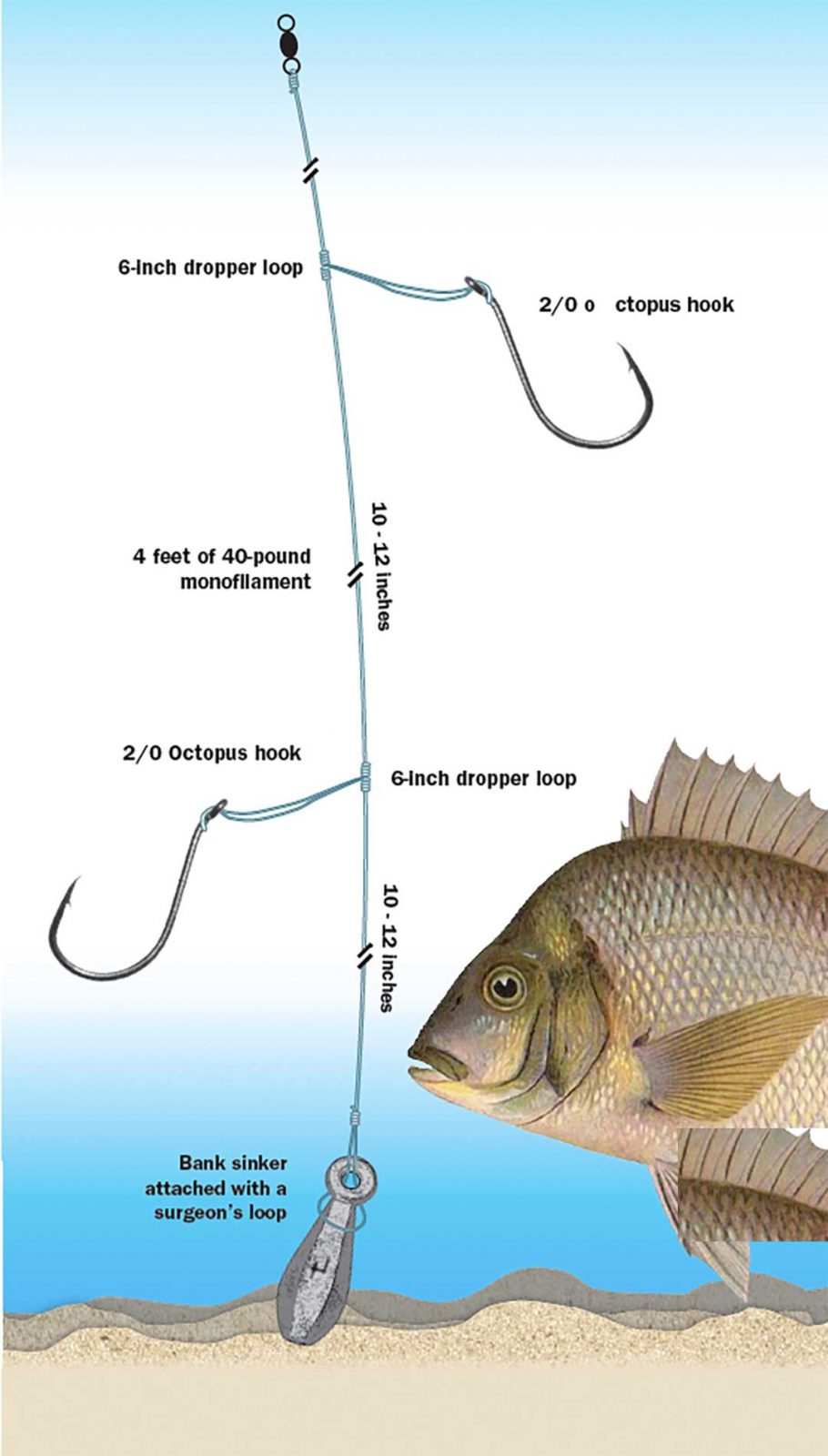 Platter-Sized Porgies in Peconic Bay - On The Water