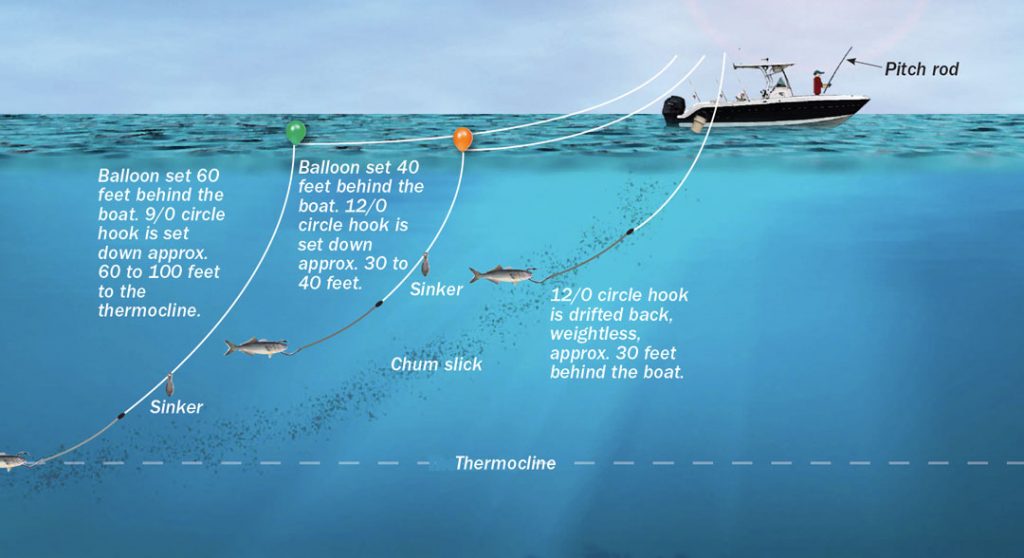 Spinning Gear Sharks - On The Water