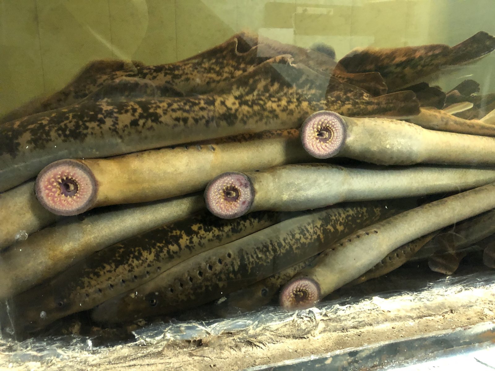 Public Reminder: Do Not Disturb Spawning Sea Lamprey in Connecticut ...