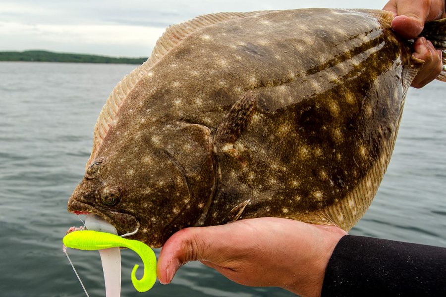 Will 2026 Bring More Sea Bass, Bigger Blackfish, and Better Fluking to NJ?