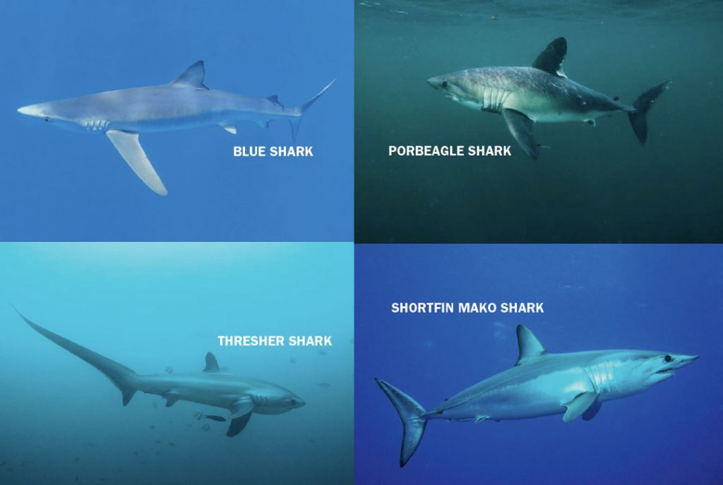 Spinning Gear Sharks - On The Water