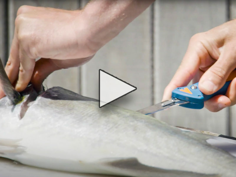 Video How-To: Learn to Fillet a Fish - On The Water