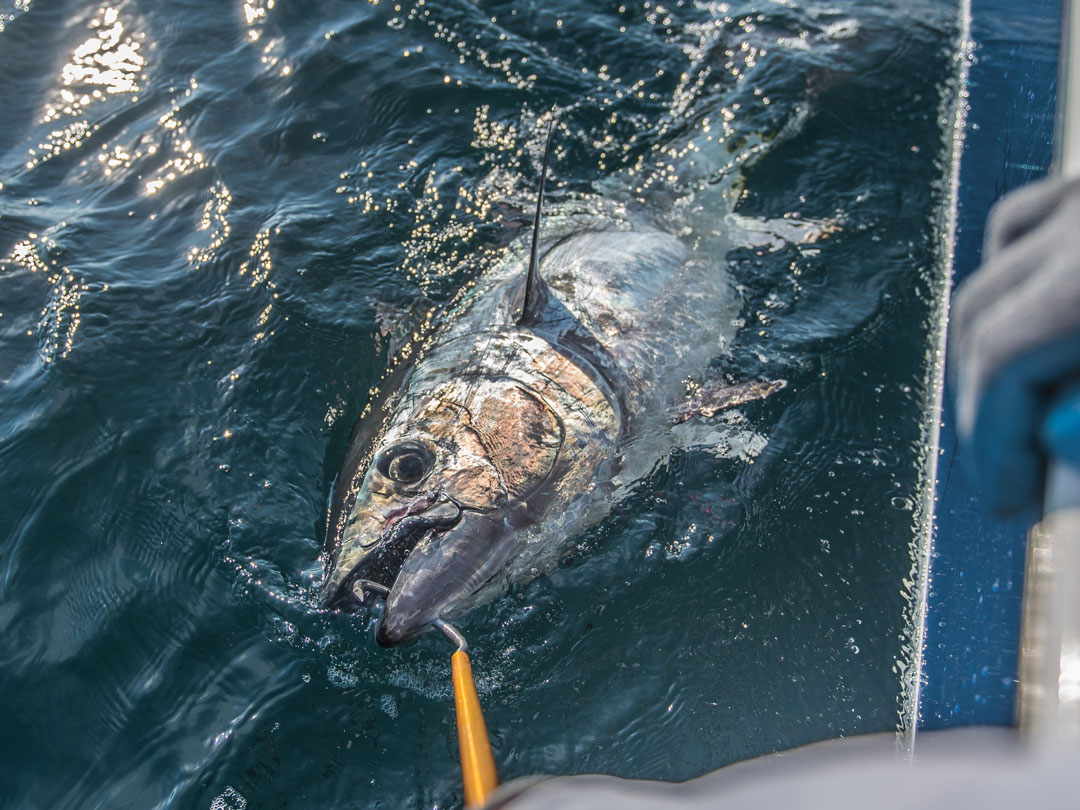 The Tuna End Game - On The Water