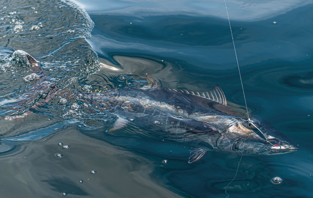 The Tuna End Game - On The Water