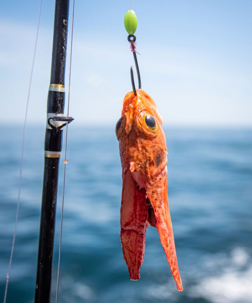 Secret Weapons of the Deep Drop - On The Water