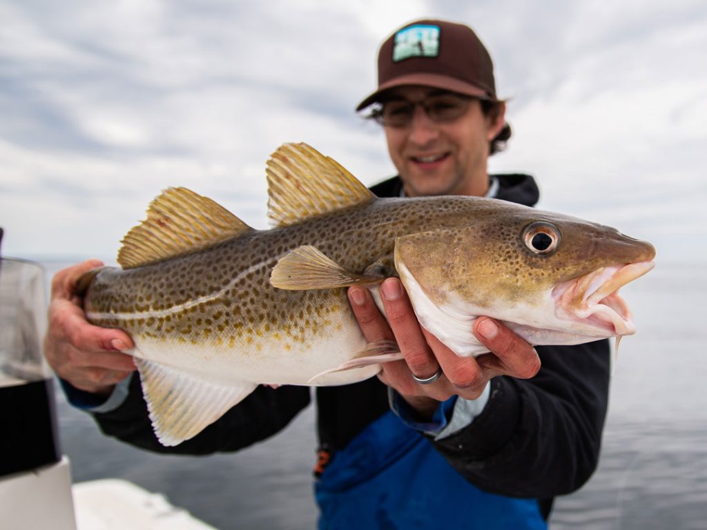 One-Fish Cod Season Opens in Gulf of Maine - On The Water