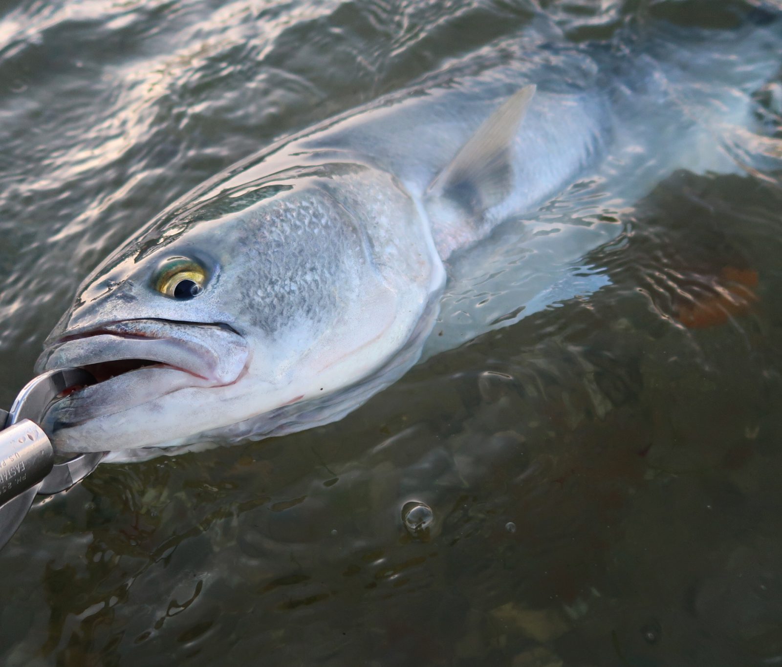 How to Choose the Right Fishing Leader Material