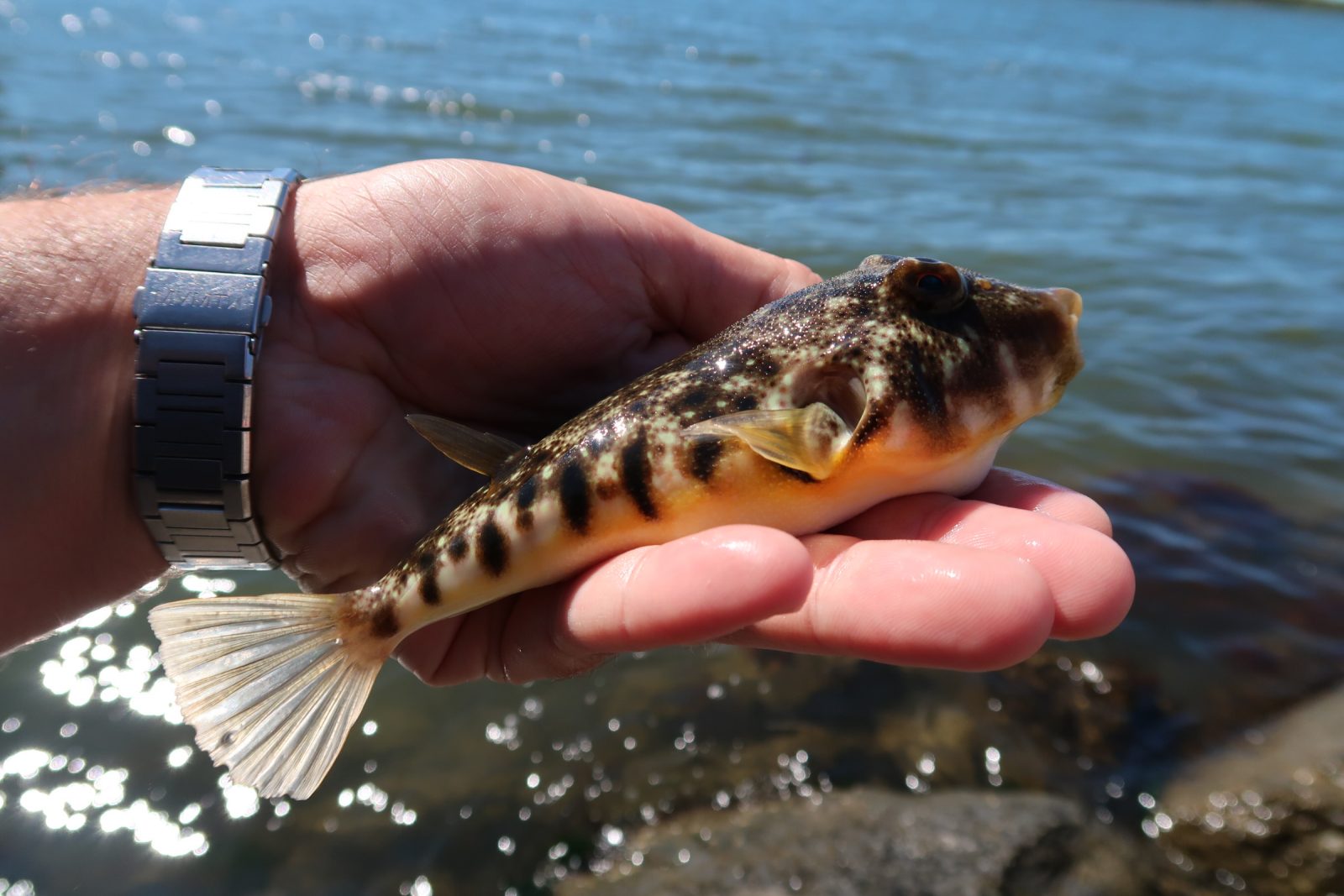 Catch and Cook: Northern Kingfish and Northern Puffer - On The Water