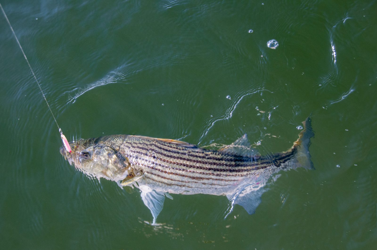 Cape Cod Fishing Report- September 29, 2022 - On The Water