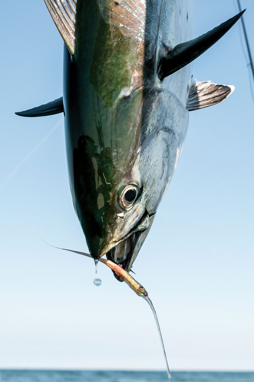 Albies On The Fly - On The Water