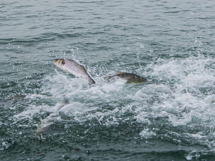 Where to Fish for Striped Bass During the Fall Run - On The Water