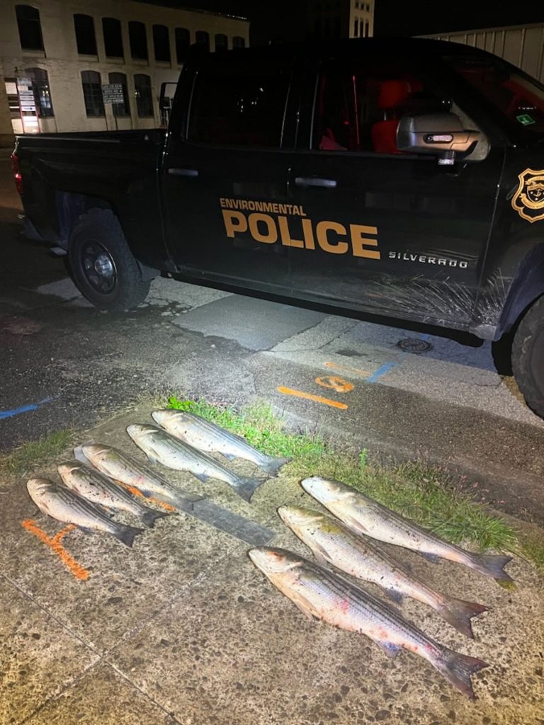 Striper Poachers Busted In Rhode Island - On The Water