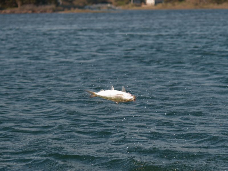 Hickory Shad: The Unsung Heroes of the Fall Run - On The Water