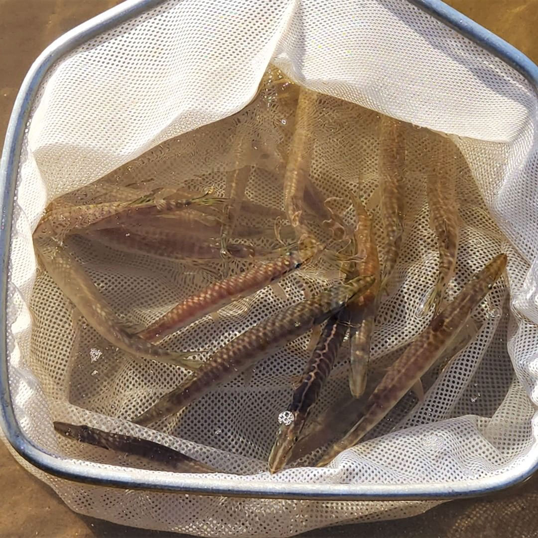 New Jersey Fish and Wildlife Completes Musky Stocking for 2022 - On The ...