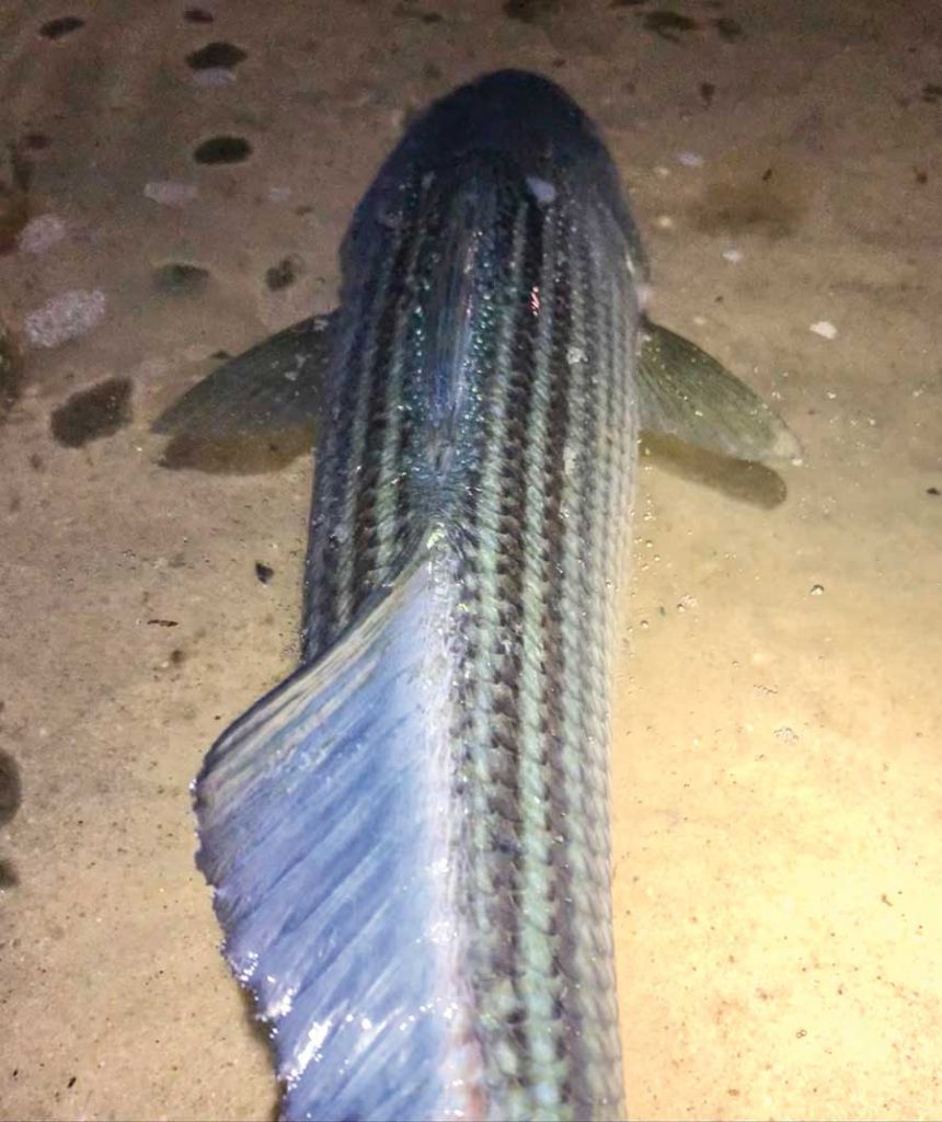 North Shore Stripers at Night - On The Water