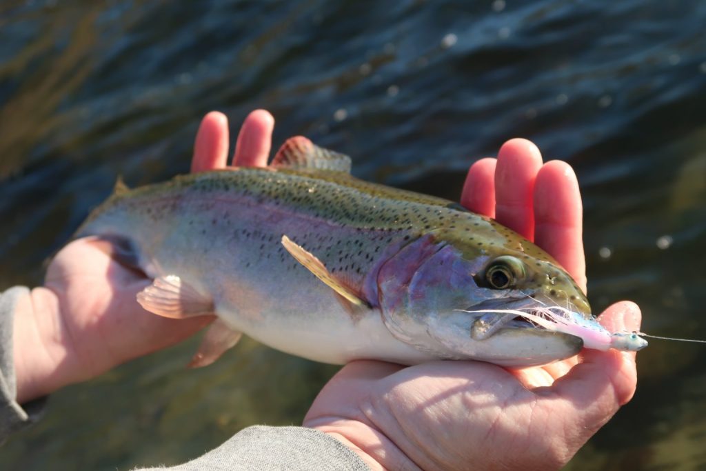 Five Lures for Winter Trout Fishing - On The Water