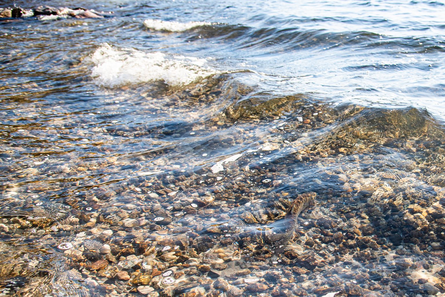 "Surfcasting" for Trout - On The Water
