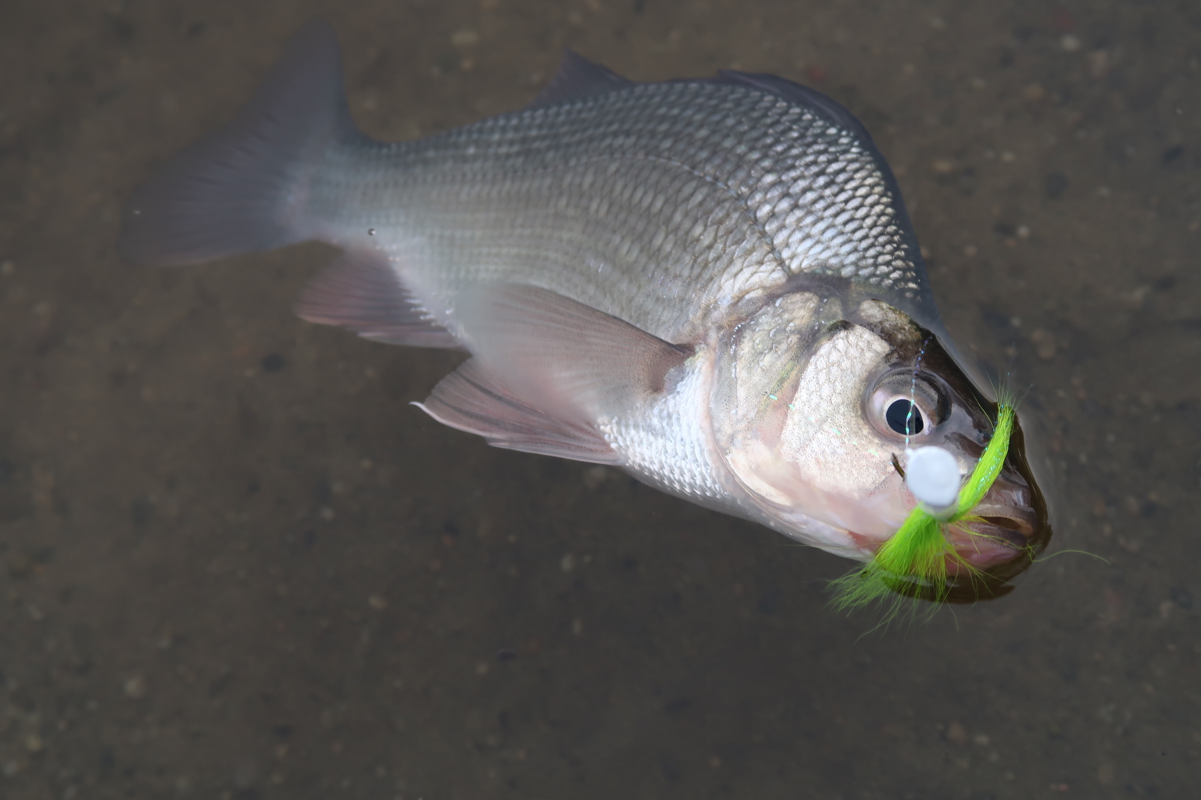 Long Island & NYC Fishing Report- January 5, 2023 - On The Water