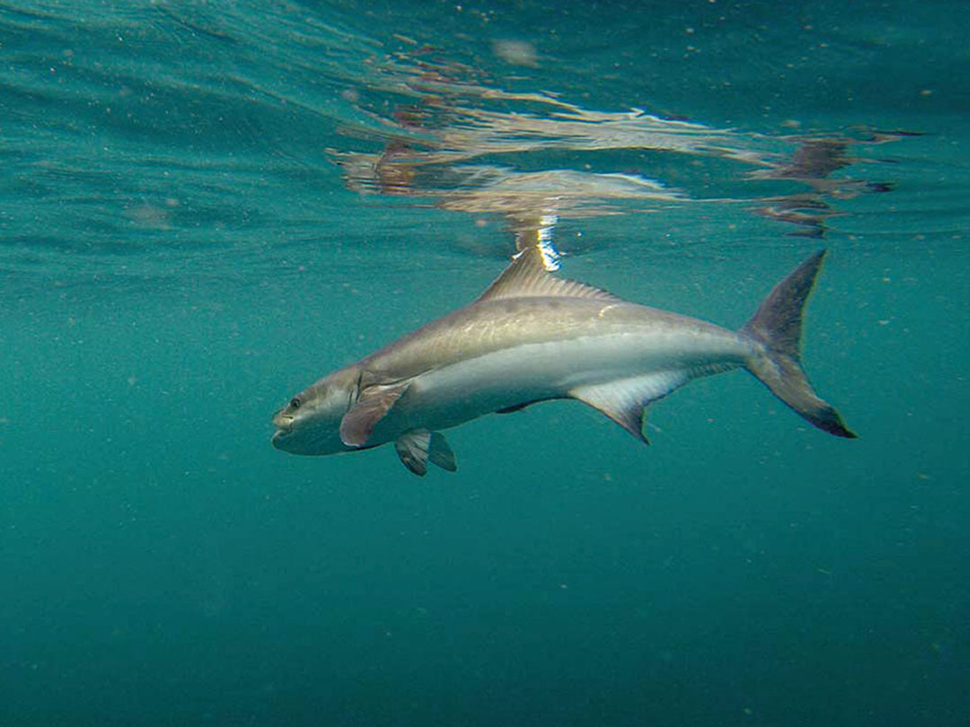 Cobia Road Trip - On The Water