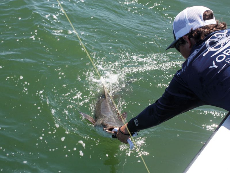 Cobia Road Trip - On The Water