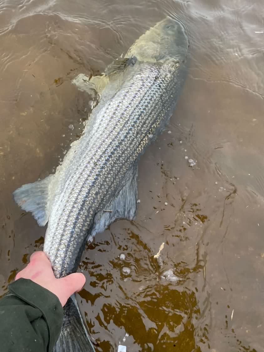 Cape Cod Fishing Report- February 2, 2023 - On The Water