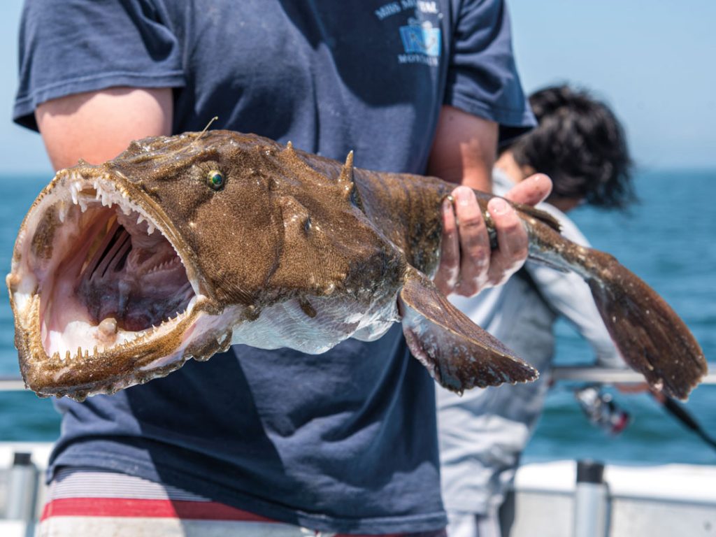 Monkfish - The Sea’s Most Delicious Monster - On The Water