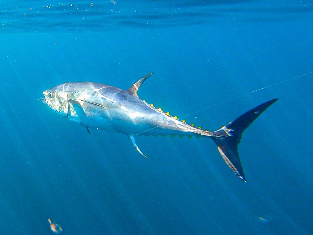 Jigging Giant Bluefin Tuna - On The Water