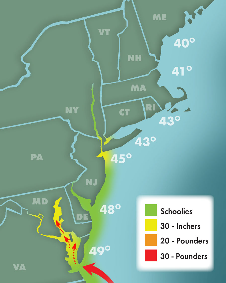 The Spring Striped Bass Migration - On The Water