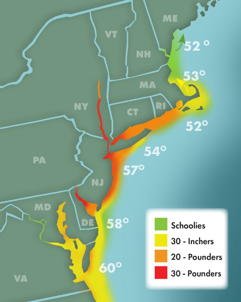 The Spring Striped Bass Migration - On The Water
