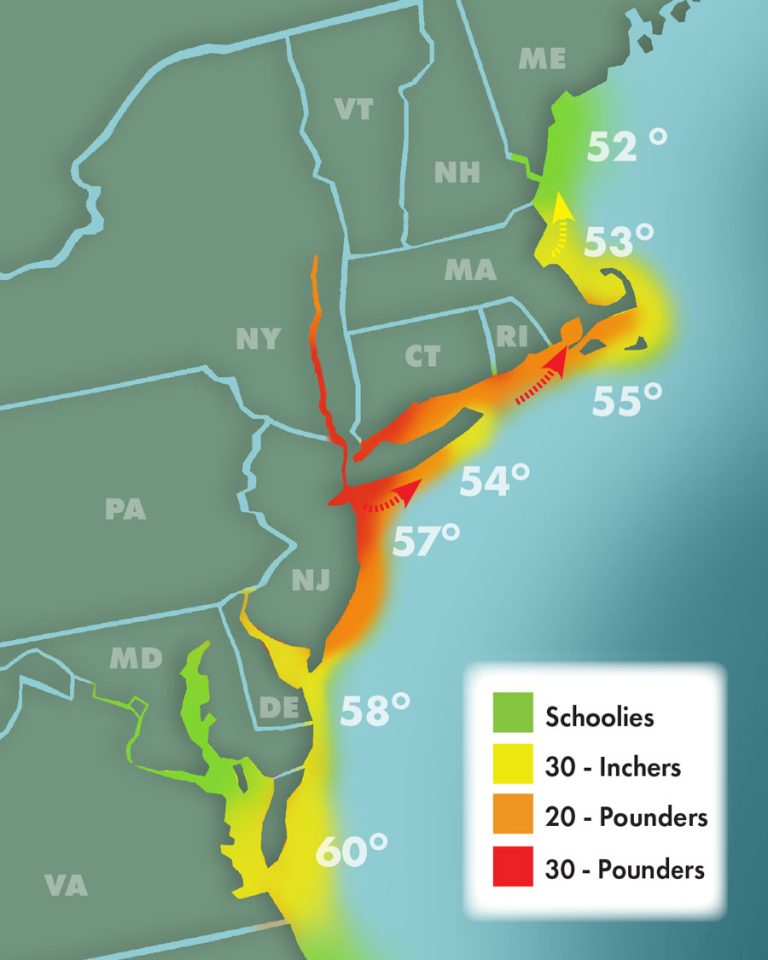 The Spring Striped Bass Migration - On The Water