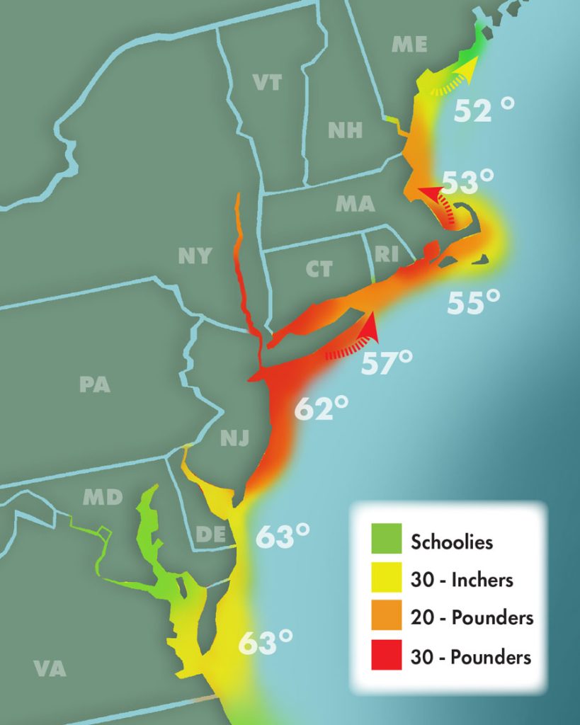 The Spring Striped Bass Migration - On The Water