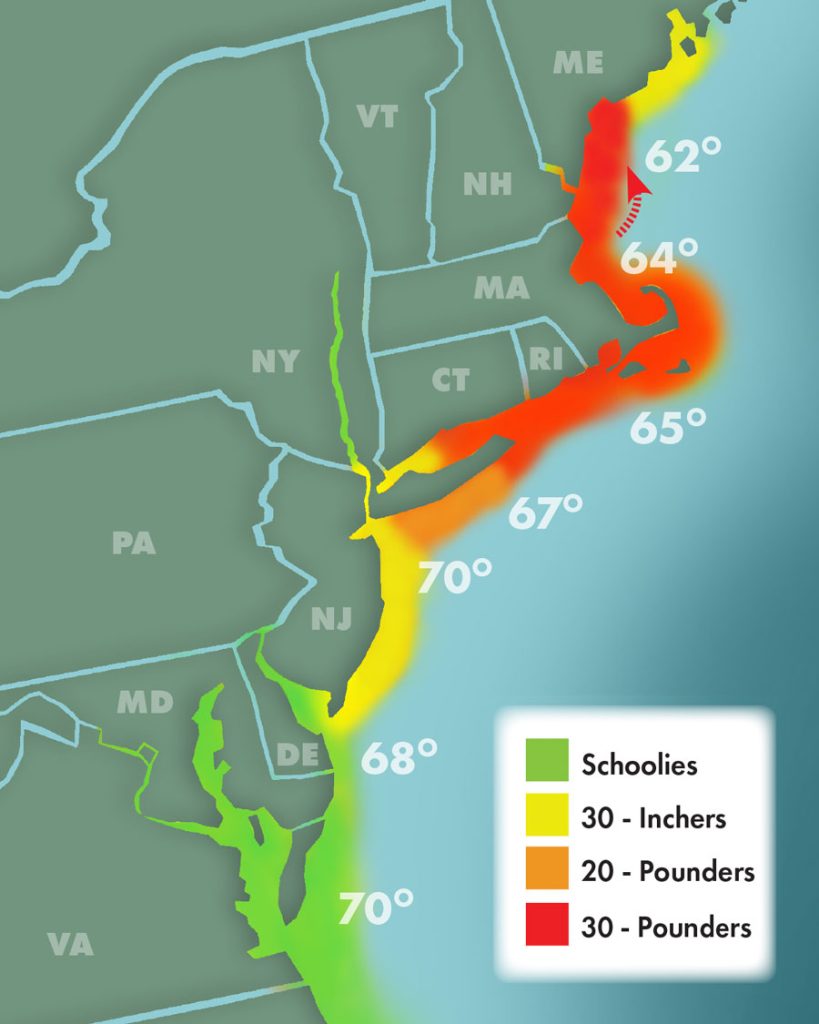 The Spring Striped Bass Migration - On The Water