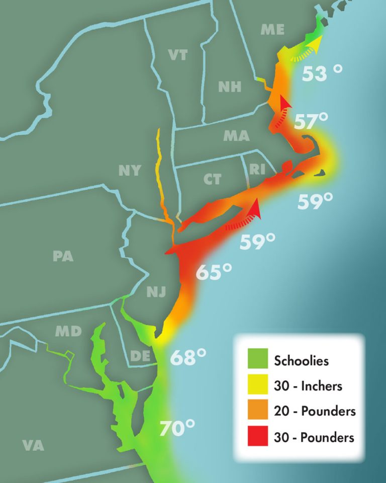 The Spring Striped Bass Migration - On The Water