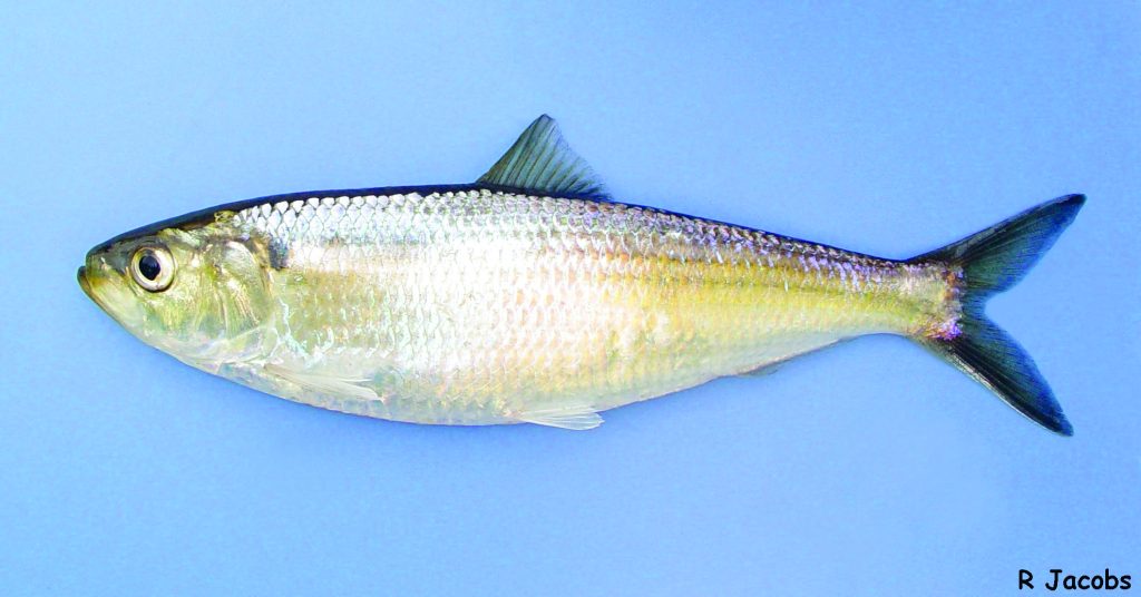 The Plight of Southern New England's River Herring - On The Water