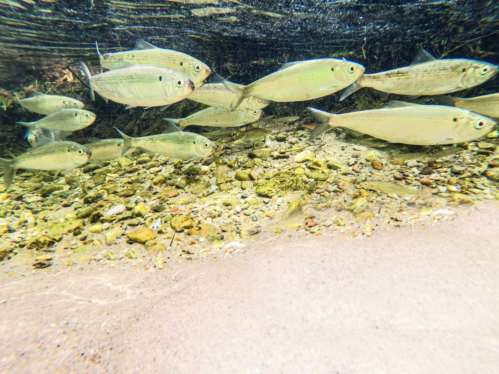 The Plight of Southern New England's River Herring - On The Water