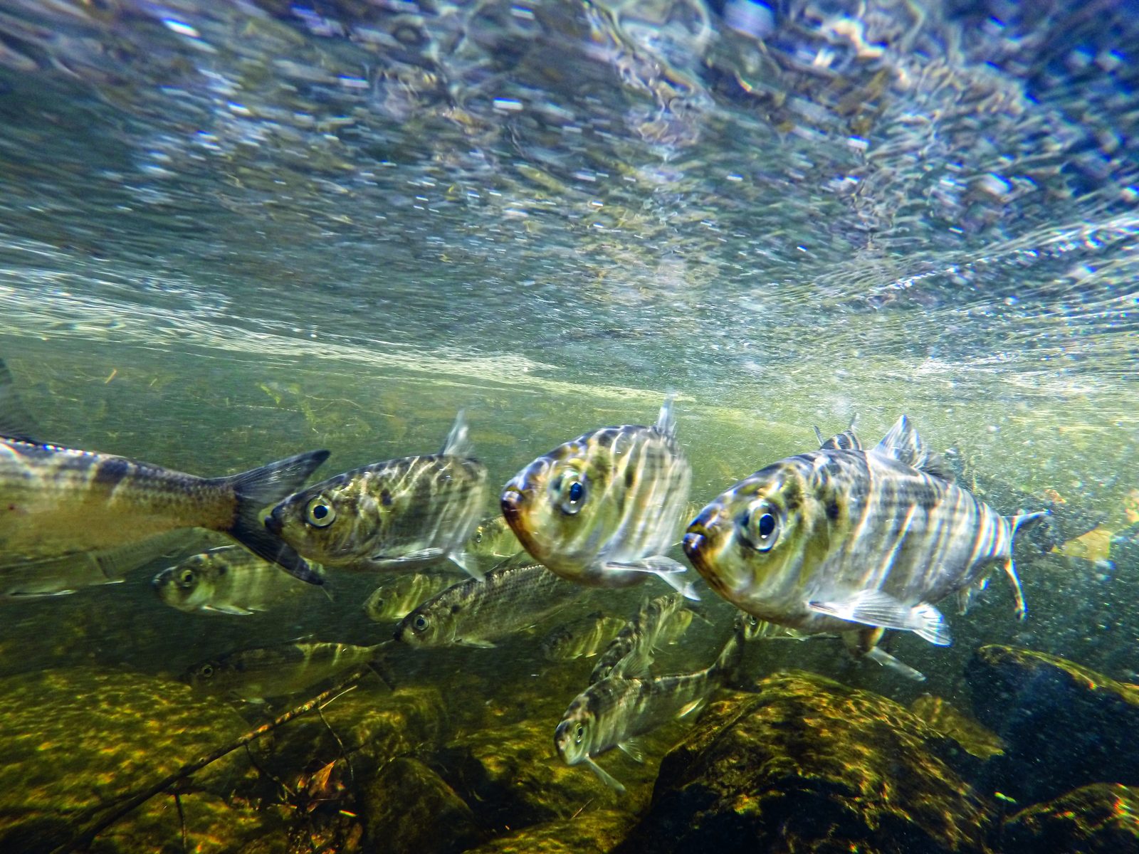The Plight of Southern New England's River Herring - On The Water