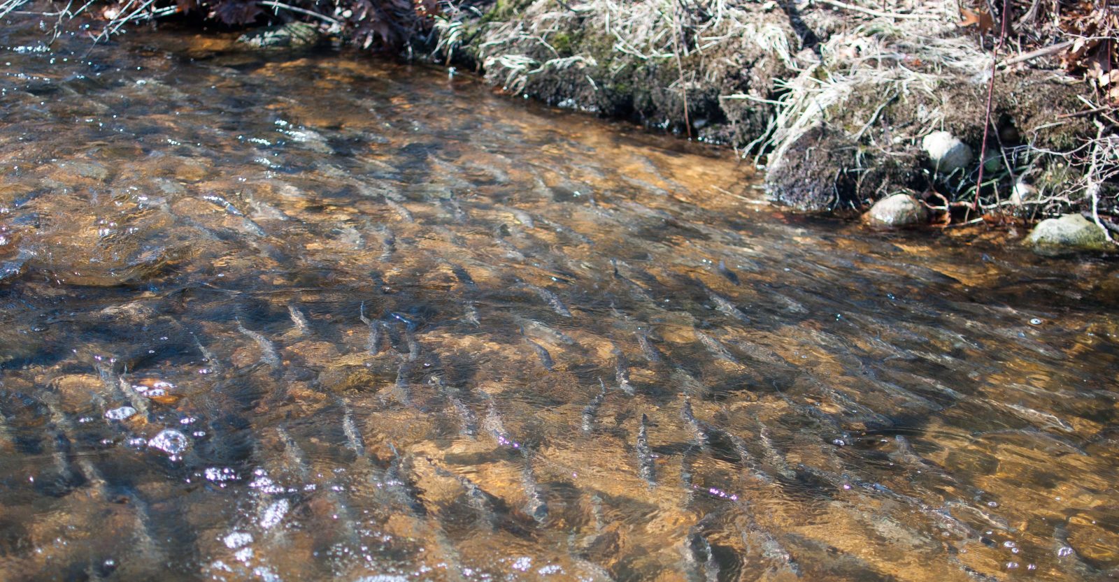 The Plight of Southern New England's River Herring - On The Water