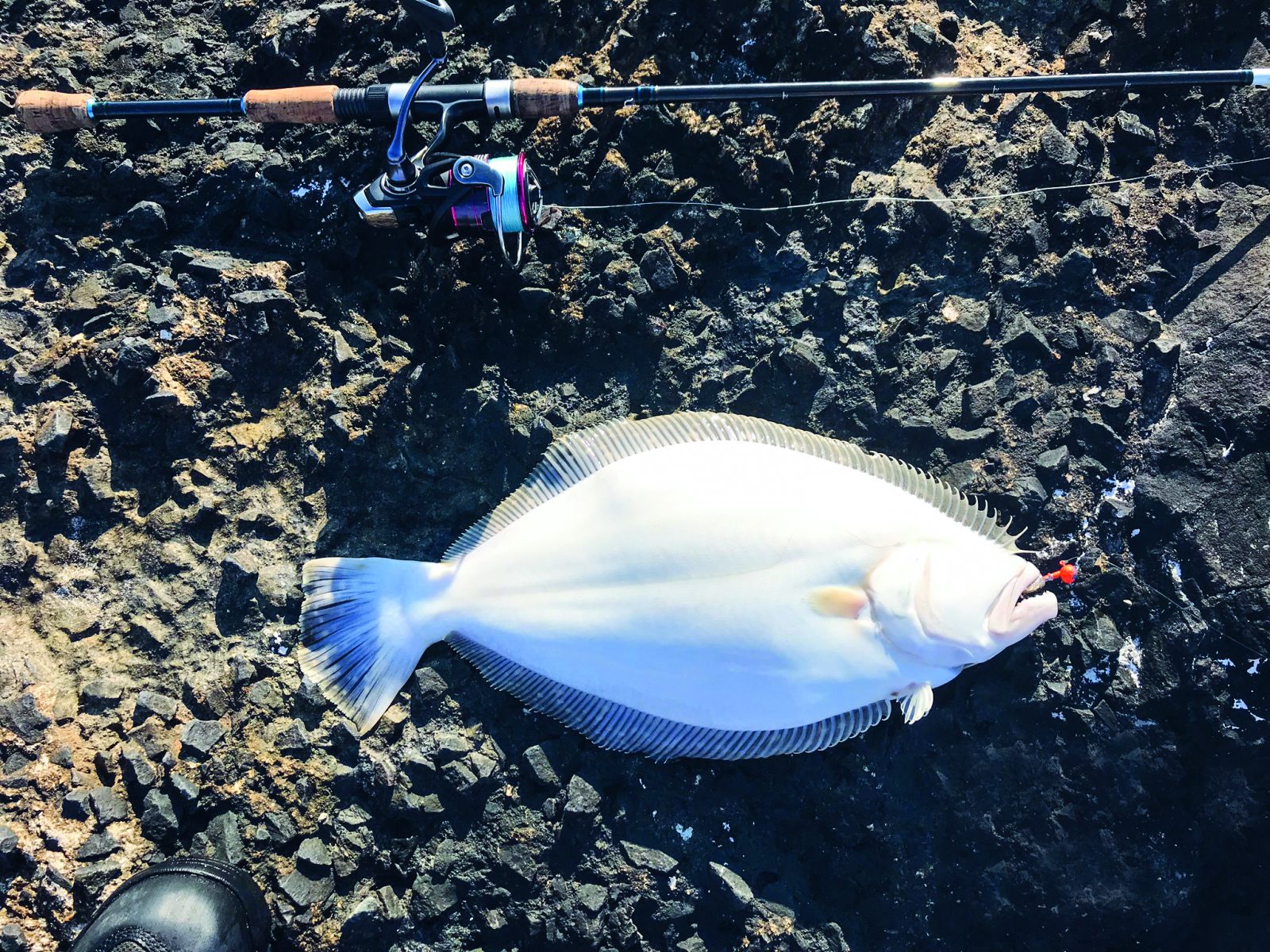 Using the Ned Rig for Fluke - On The Water