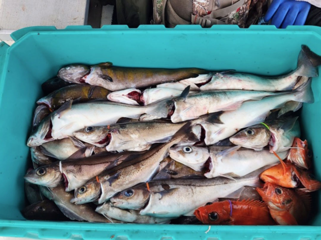 Coastal New Hampshire and Maine Fishing Report- May 4, 2023 - On The Water