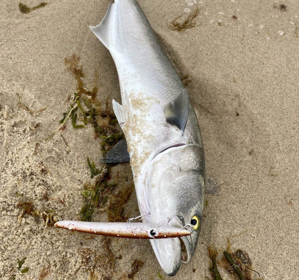 Essential Plugs for Topwater Bluefish - On The Water