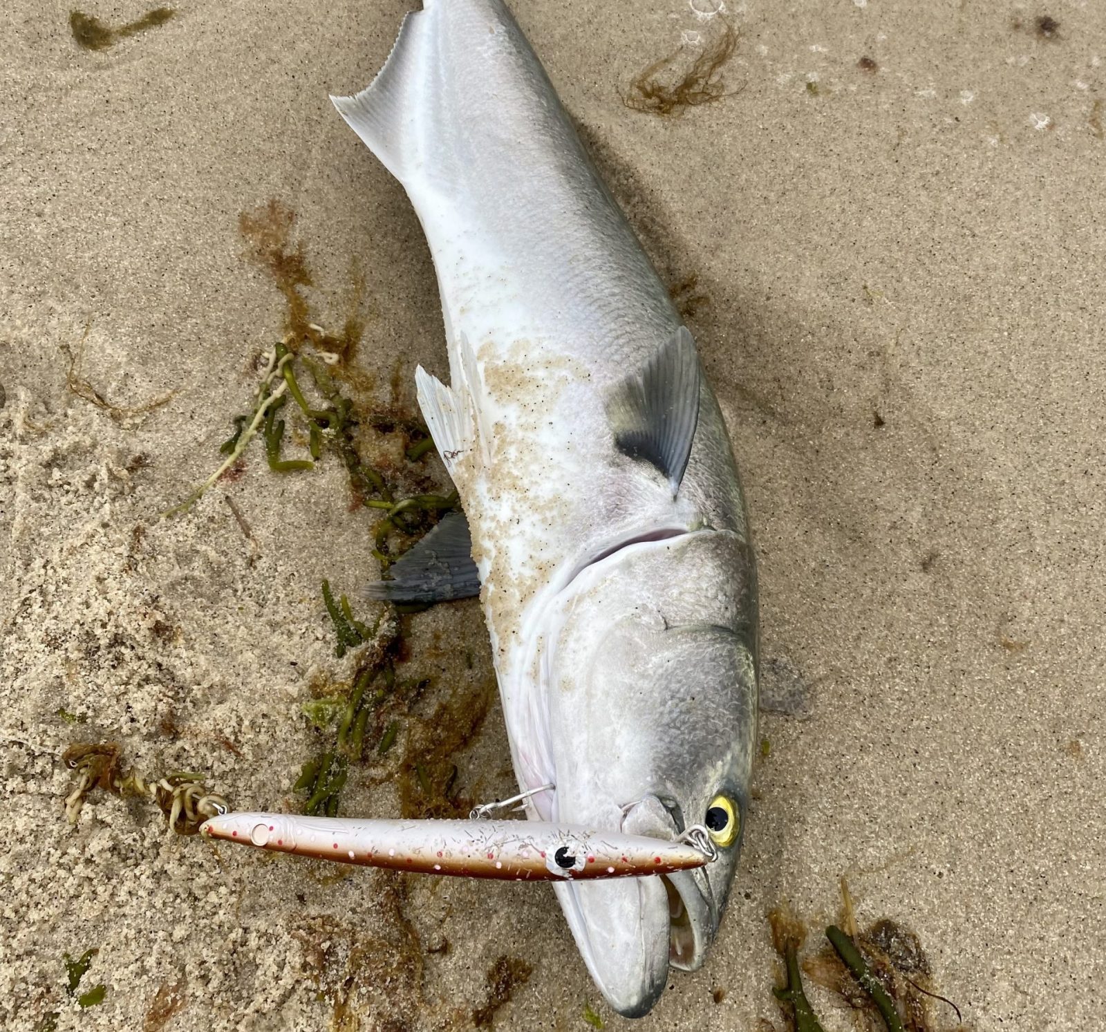 Essential Plugs for Topwater Bluefish - On The Water