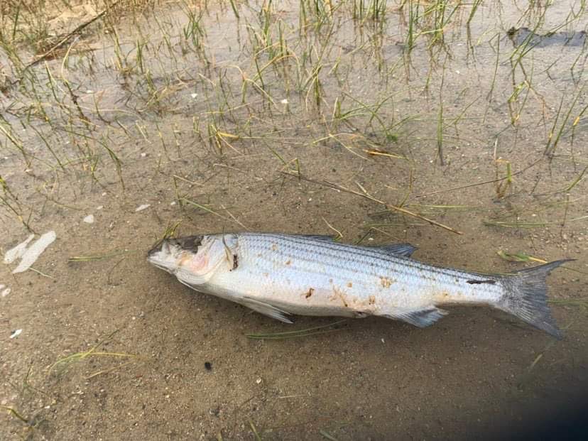 Striped Bass Kill Reported on Cape Cod - On The Water