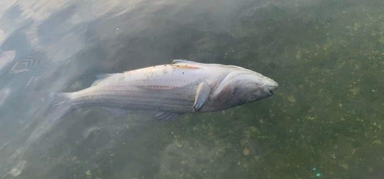 Striped Bass Kill Reported on Cape Cod - On The Water